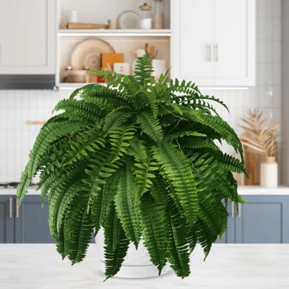 Distinguisk | UV Resistant Lifelike Artificial Boston Fern - Lulunami Distinguisk | UV Resistant Lifelike Artificial Boston Fern - Lulunami